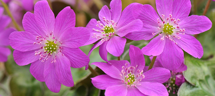 Hepaticas | Ashwood Nurseries | Buy Online