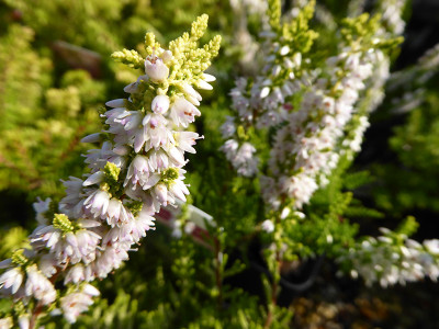 Calluna vulgaris 'Gold Mist' (9cm pot)