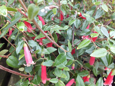 Correa 'Dusky Bells' - Shrubs - Plants