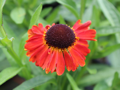 Helenium 'Mardi Gras'