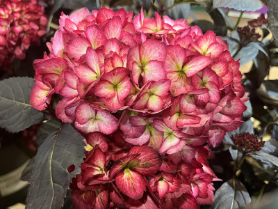Hydrangea macrophylla 'Eclipse'