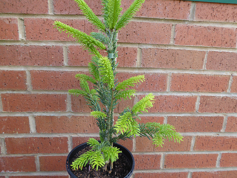 Abies nordmanniana 'Filip's Perfect Column'