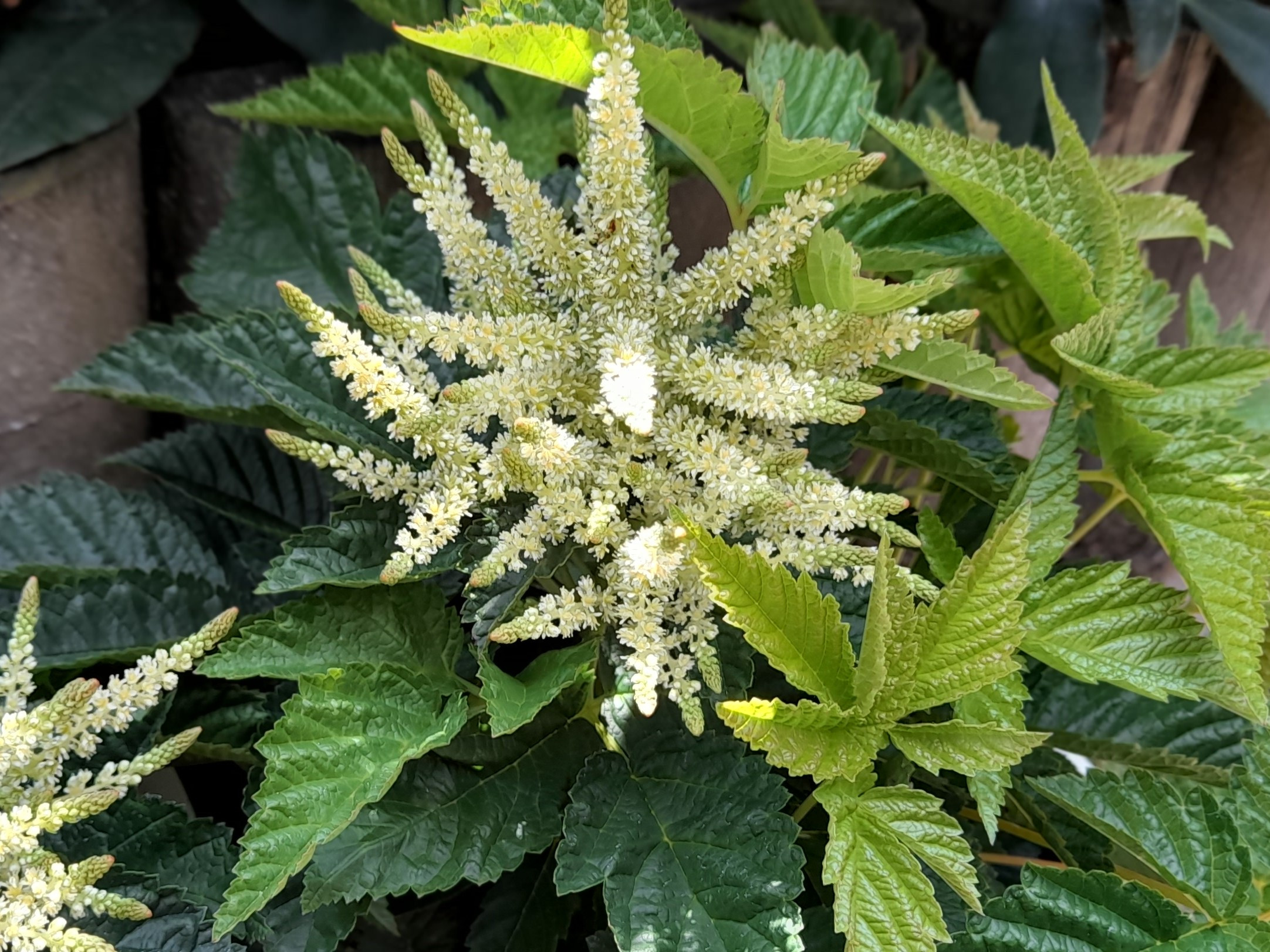 Aruncus 'Sparkles'