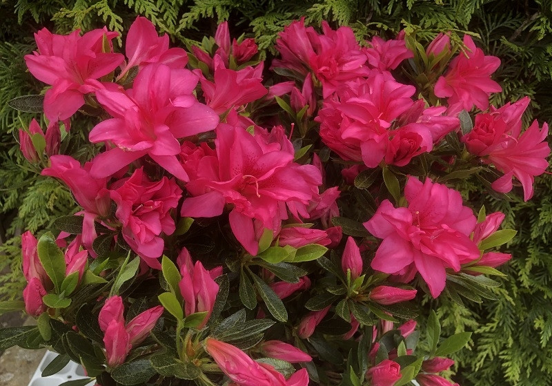 Rhododendron 'Rose king' (5 Litre)