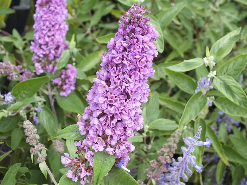 Buddleja davidii 'Blue Chip'