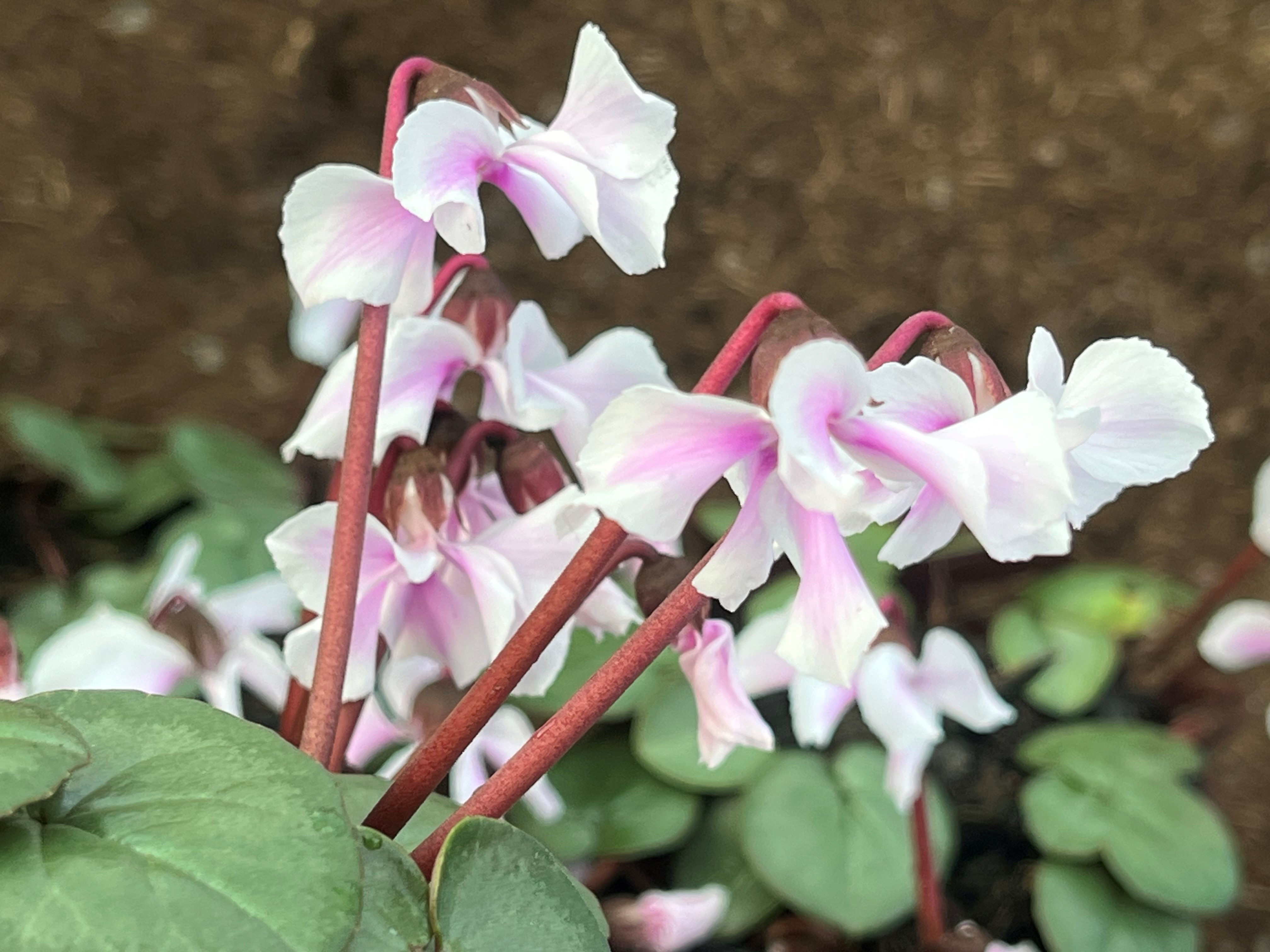 Cyclamen coum 'George Bisson'