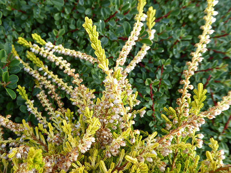 Calluna vulgaris 'Beoley Gold' ( 9cm pot) - Heathers - Plants