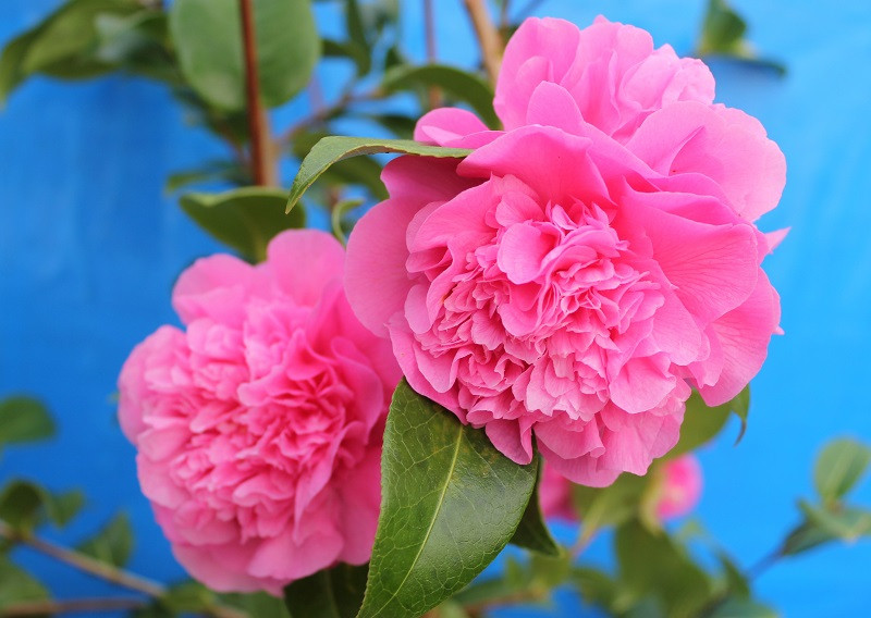 Camellia x williamsii 'Debbie' (10 Litre)