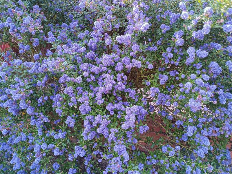 Ceanothus 'Concha'