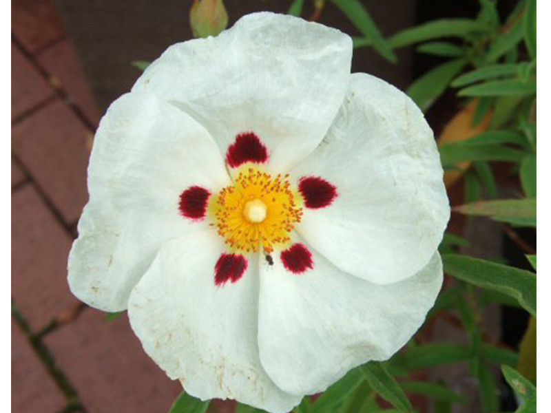 Cistus x purpureus 'Alan Fradd'