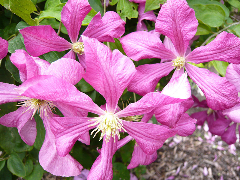 Clematis viticella 'Margot Koster'