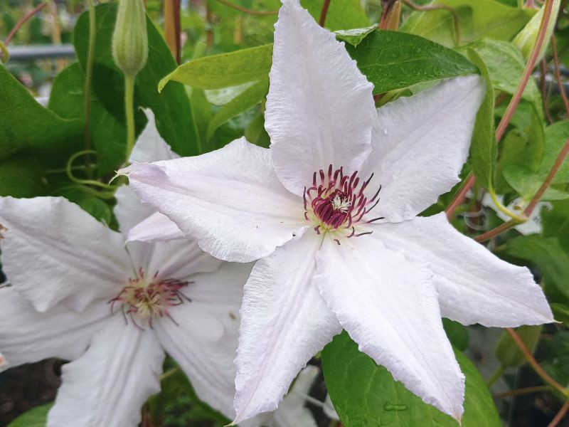 Clematis 'Snow Queen'