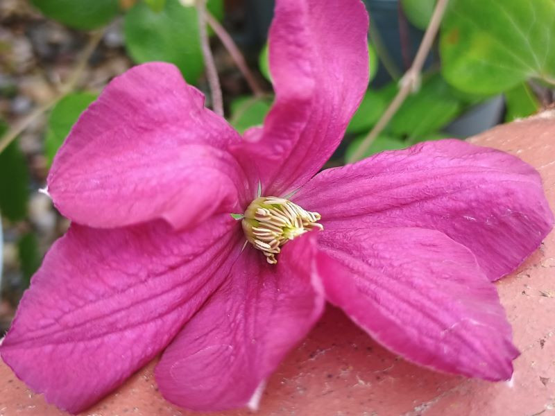 Clematis viticella 'Margot Koster'