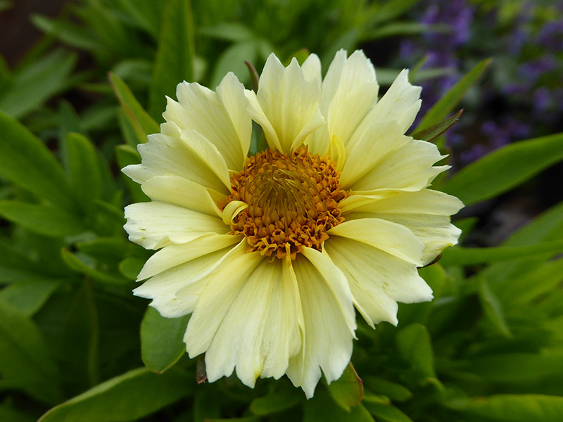 Coreopsis verticillata 'Uptick Cream'