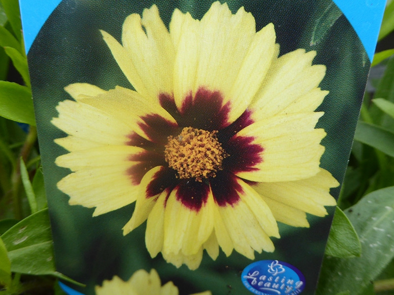 Coreopsis verticillata 'Uptick Cream and Red'