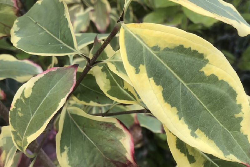 Cornus kousa 'Summer Gold'