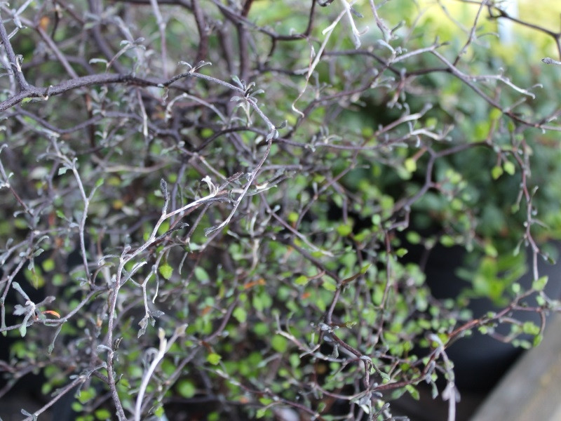 Corokia cotoneaster | Ashwood Nurseries | 01384 401996