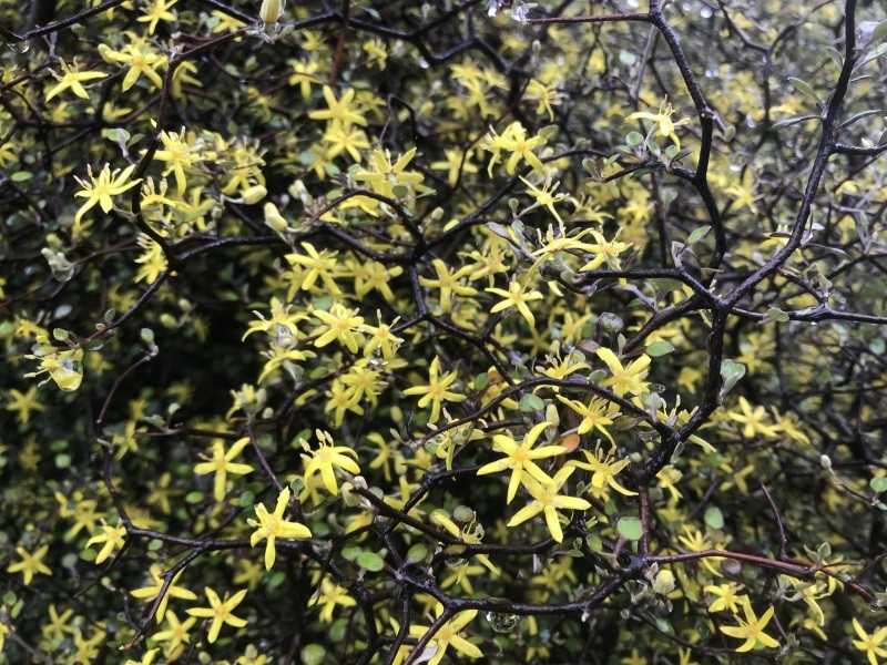 Corokia cotoneaster | Ashwood Nurseries | 01384 401996
