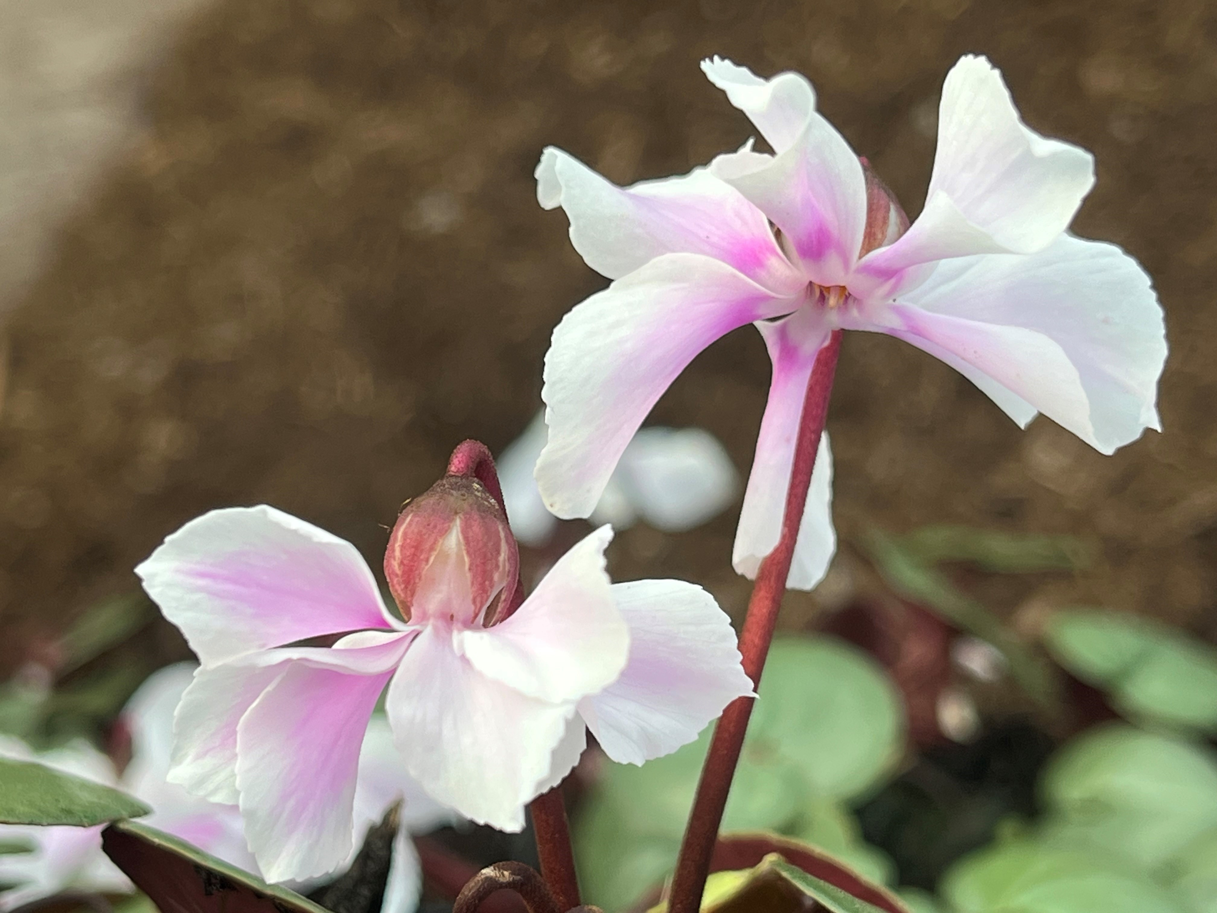 Cyclamen coum 'George Bisson'