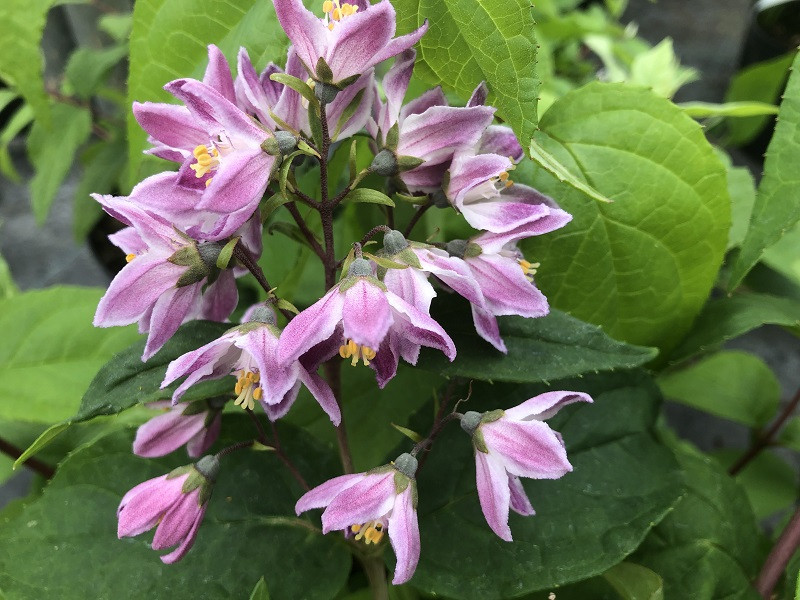 Deutzia x hybrida 'Raspberry Sundae' (3 Litre) - Shrubs - Plants