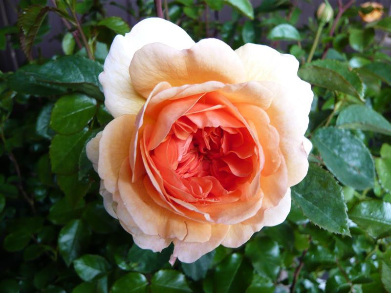 Rosa 'Port Sunlight' ® (Auslofty) - David Austin ® English Roses ...