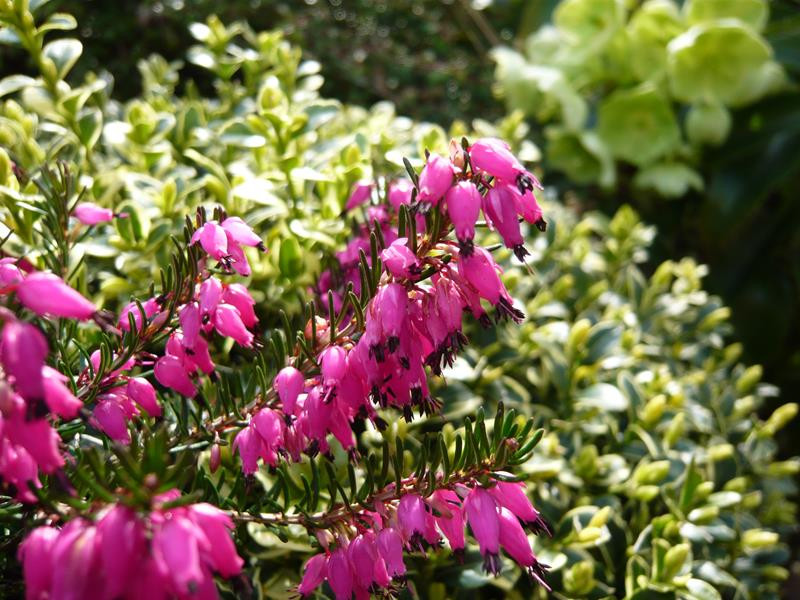 Erica carnea 'Myretoun Ruby' (1 Litre pot) - Heathers - Plants