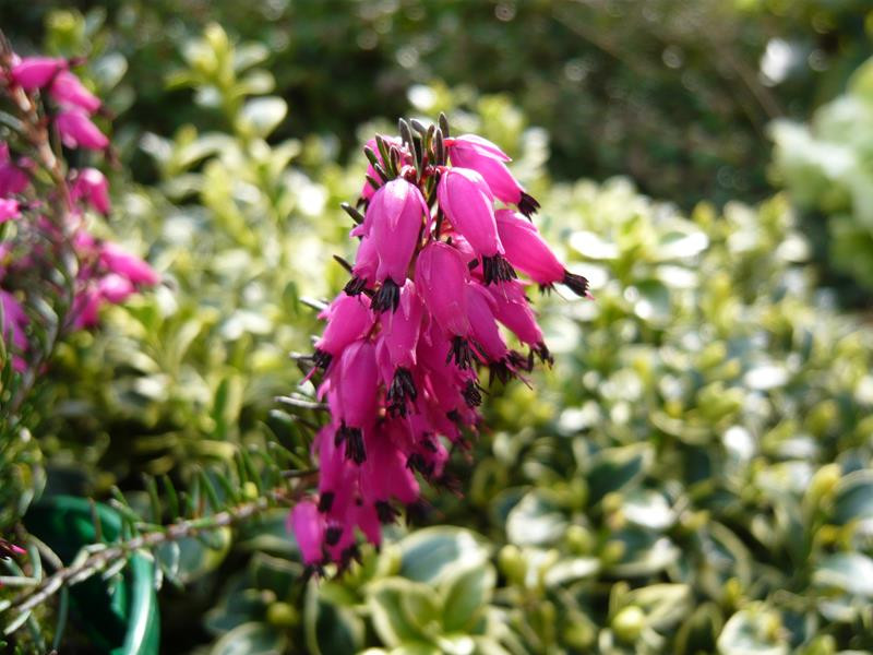 Erica carnea 'Myretoun Ruby' (1 Litre pot)