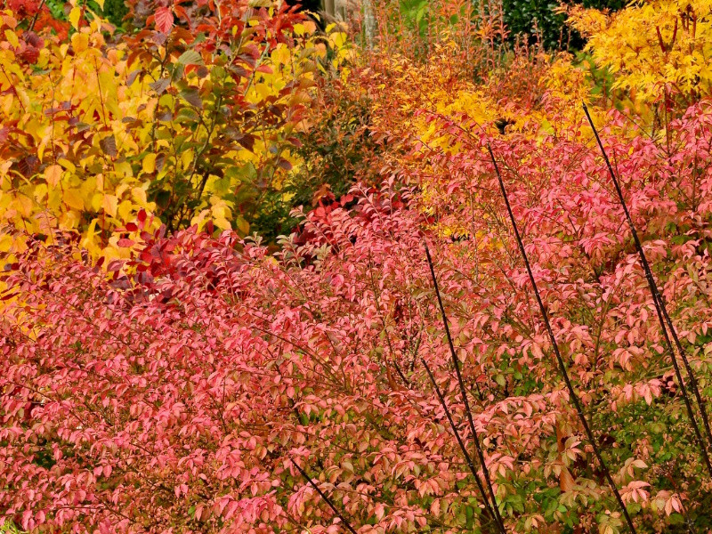 Euonymus alatus f. ciliatodentatus