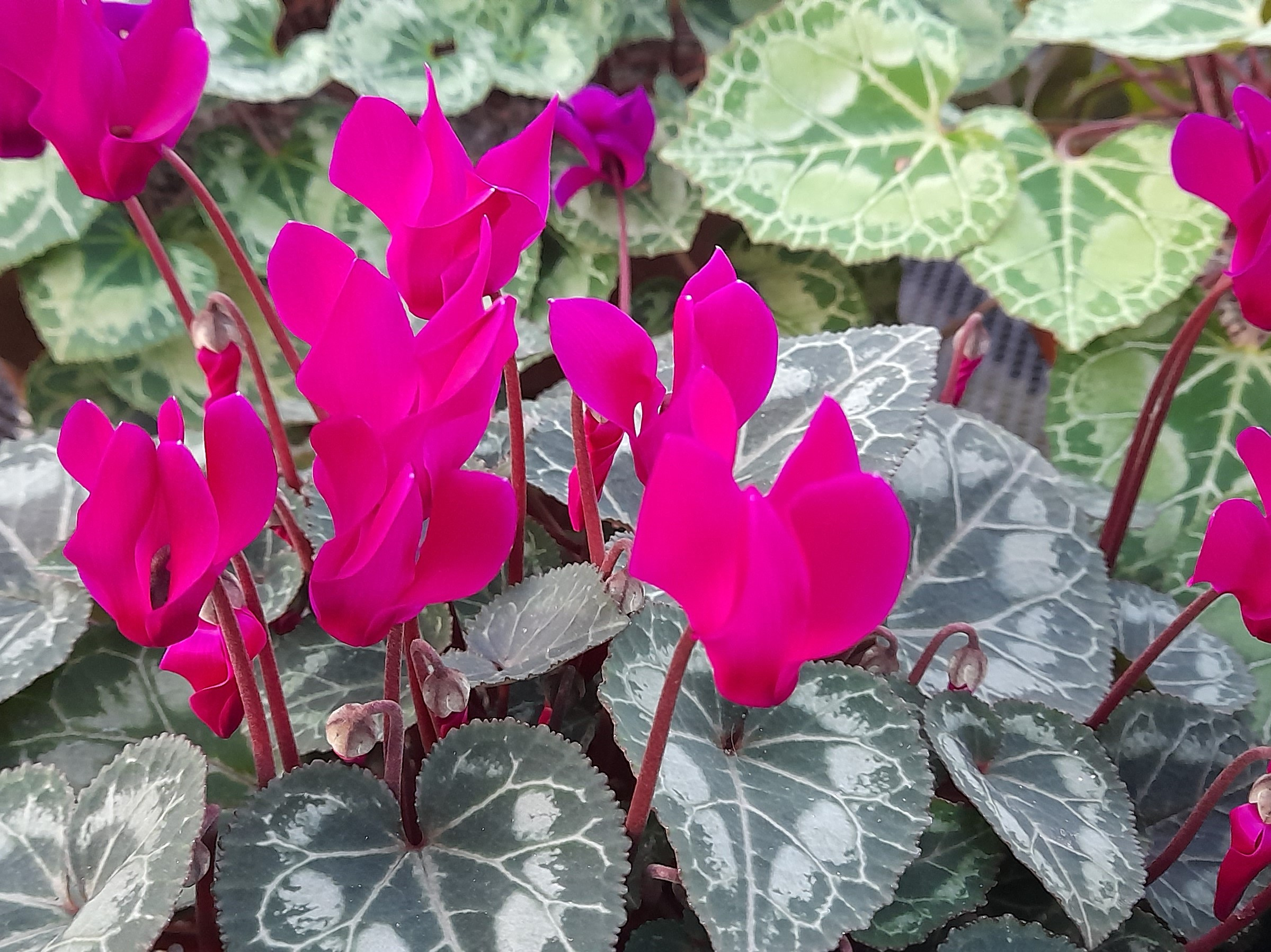 Cyclamen persicum ex 'Tilebarn Karpathos' - Cyclamen - Plants