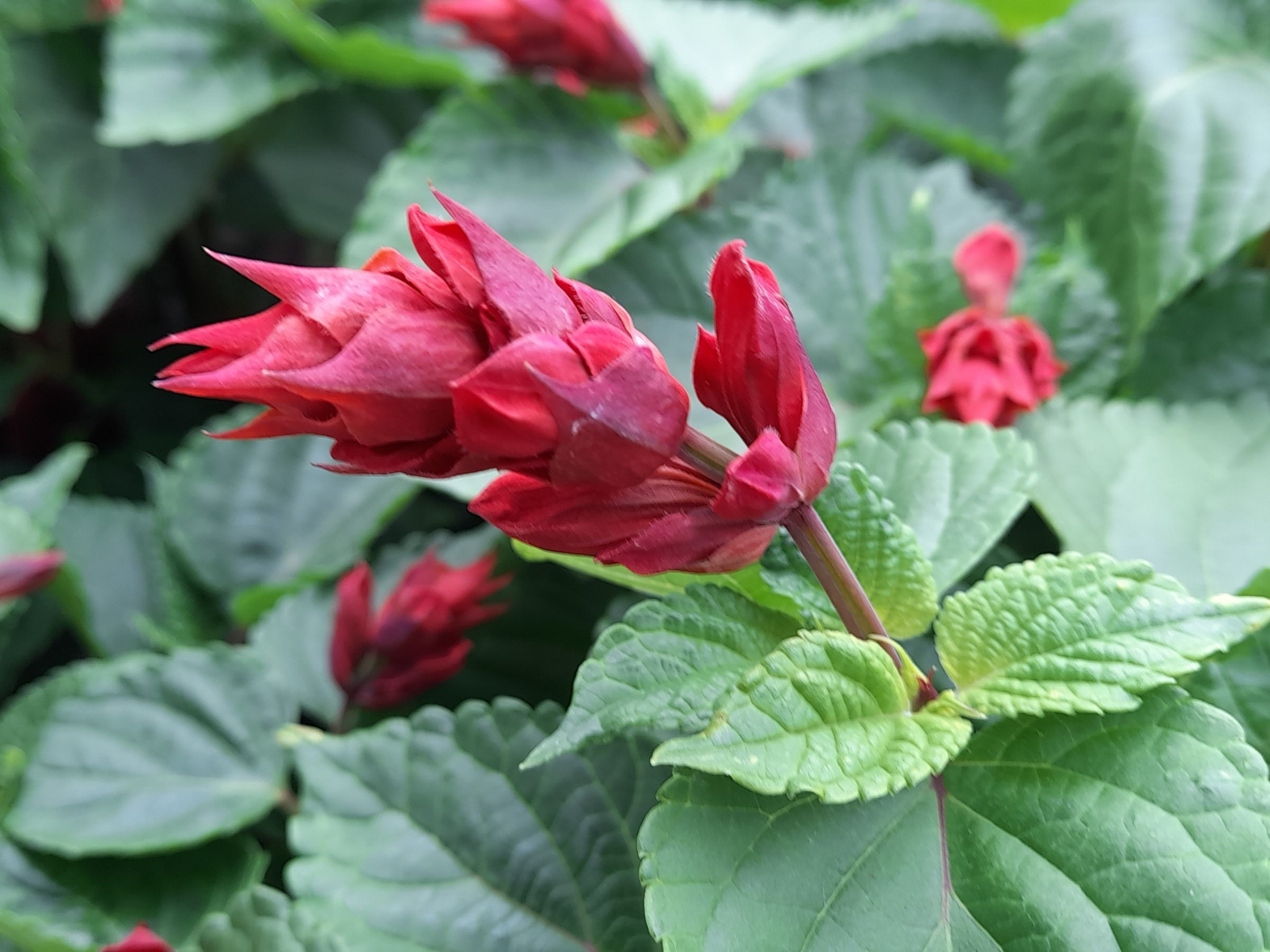 Salvia 'Rockin Red Flamingo'