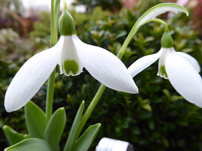 Galanthus elwesii var. monostictus 'J.S. Bach'