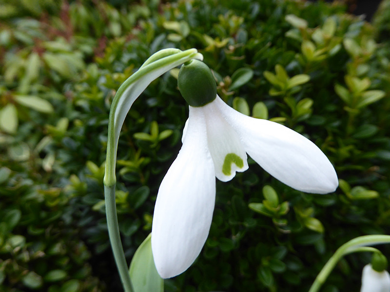 Galanthus elwesii var. monostictus 'Verdi'