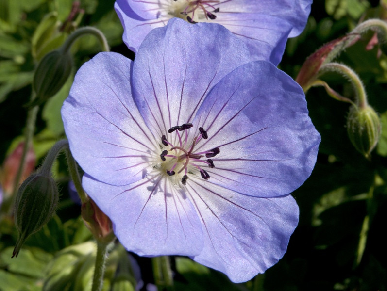 Geranium Azure Rush