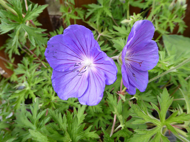 Geranium 'Orion'