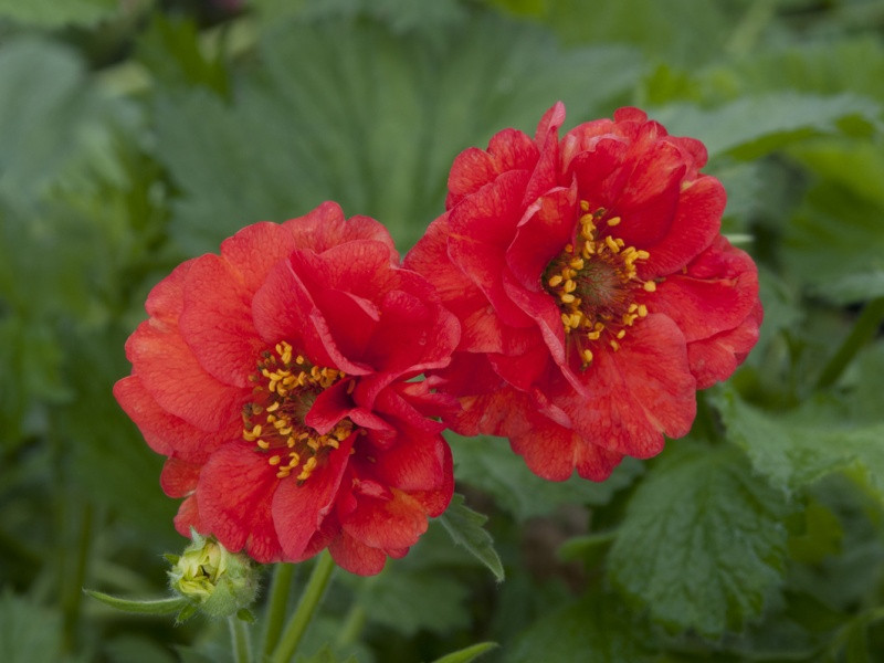 Geum 'Blazing Sunset'