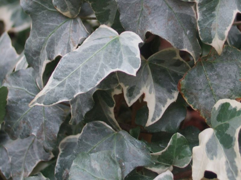 Hedera helix 'Glacier'