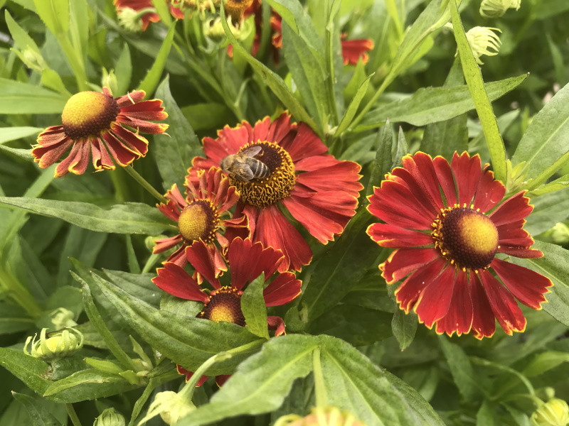 Helenium 'Potter's Wheel' - Herbaceous - Plants