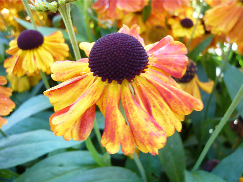 Helenium 'Sahin’s Early Flowerer'