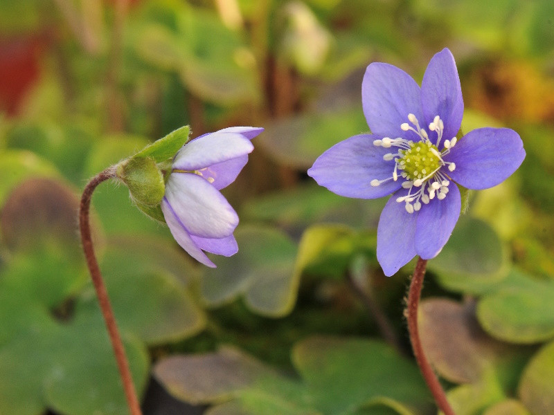 Hepatica nobilis 'Holly Blue'