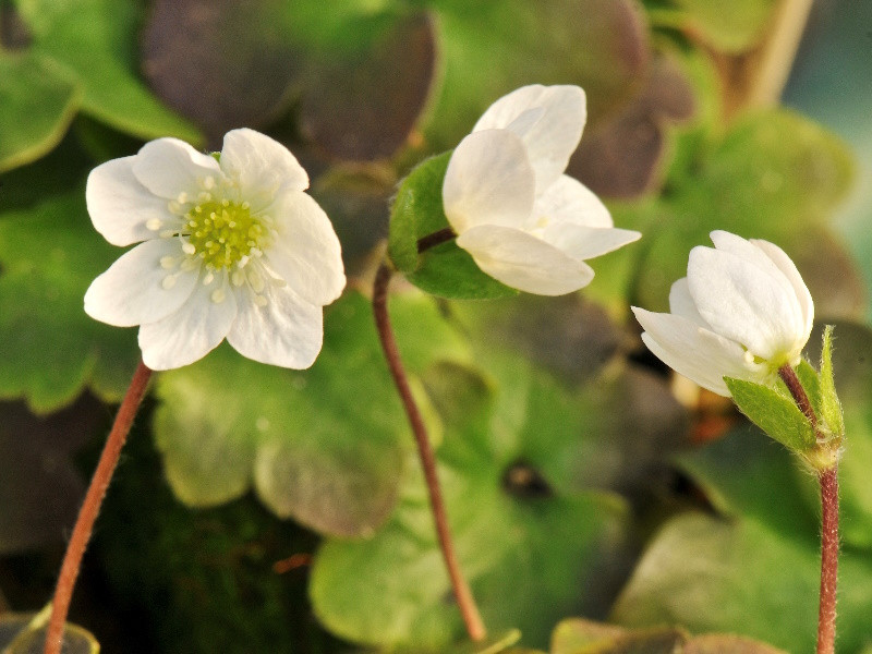 Hepatica nobilis 'Wood White' - Hepaticas - Plants