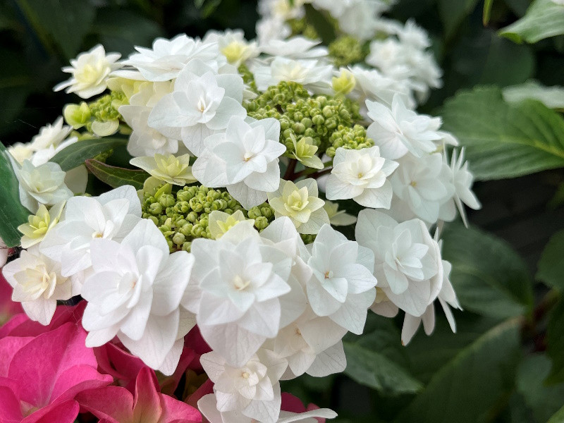 Hydrangea macrophylla 'Wedding Gown'