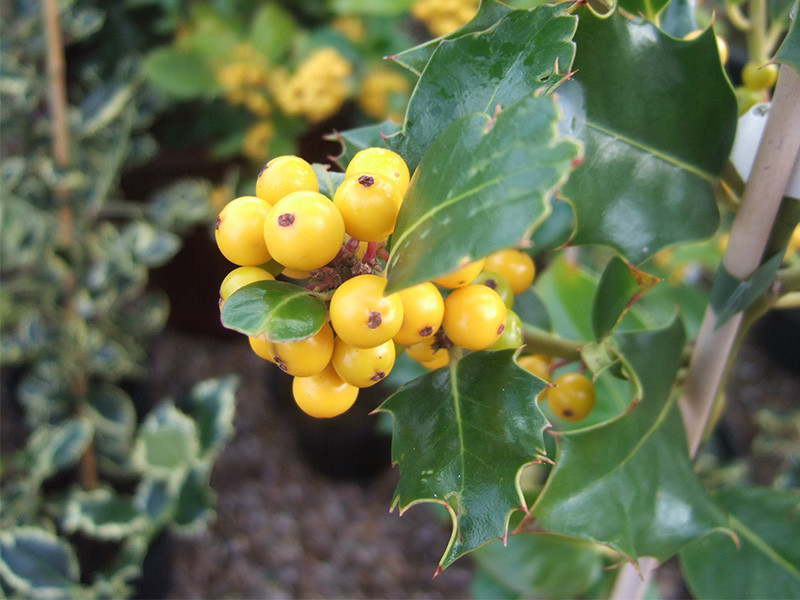 Ilex aquifolium 'Pyramidalis Fructu Luteo'