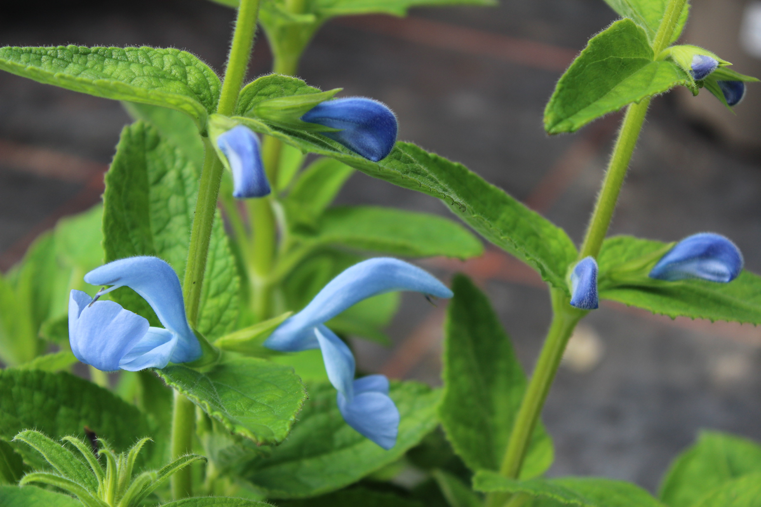 Salvia patens 'Light Patio Blue'