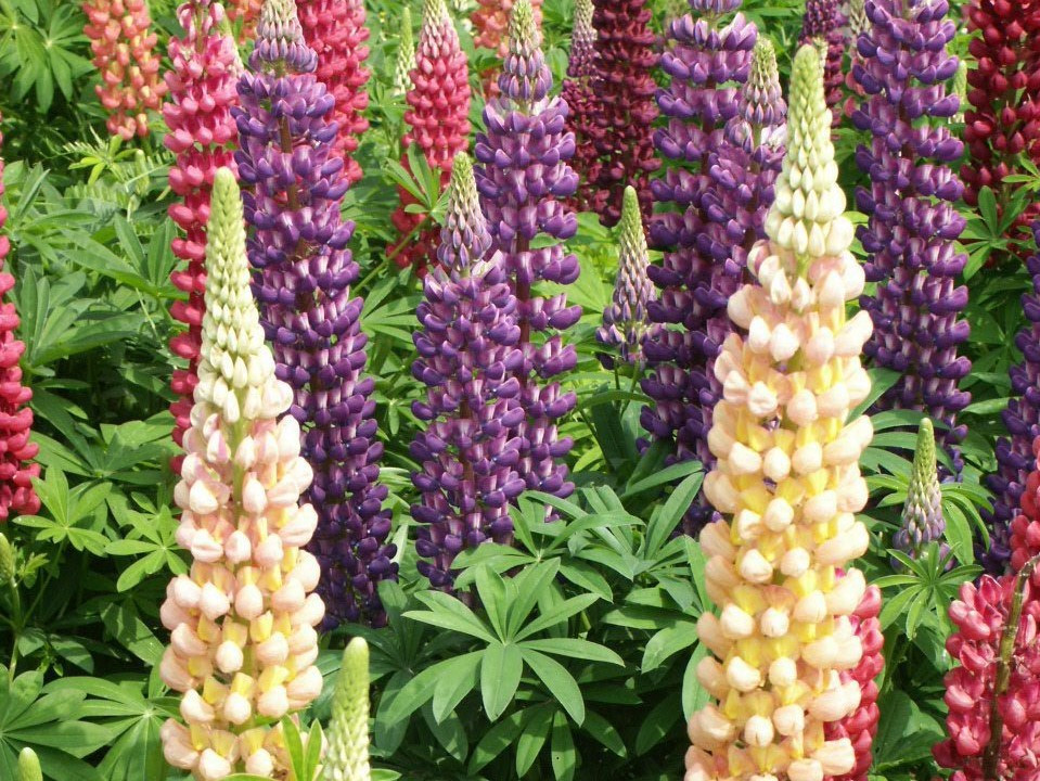 Lupinus 'Mixed'