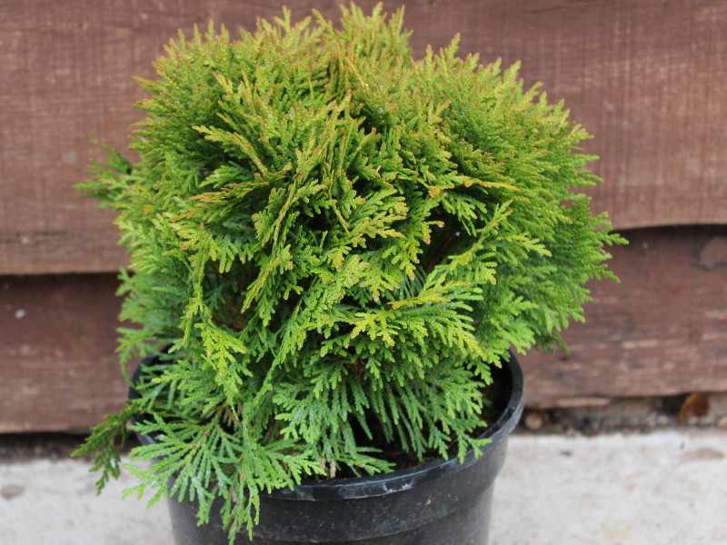 Thuja occidentalis 'Mirjam' - Conifers - Plants