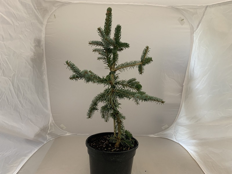 Picea omorika 'Pendula Bruns'