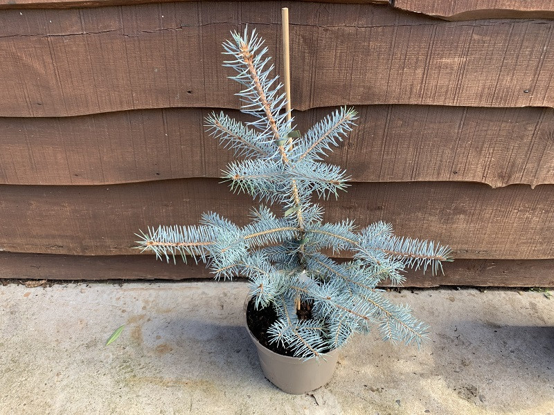 Picea pungens 'Edith'