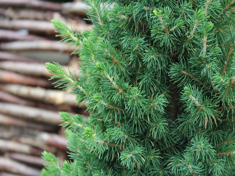 Picea glauca 'Albertiana Conica'