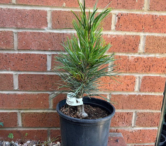 Pinus koraiensis 'Jack Corbit'