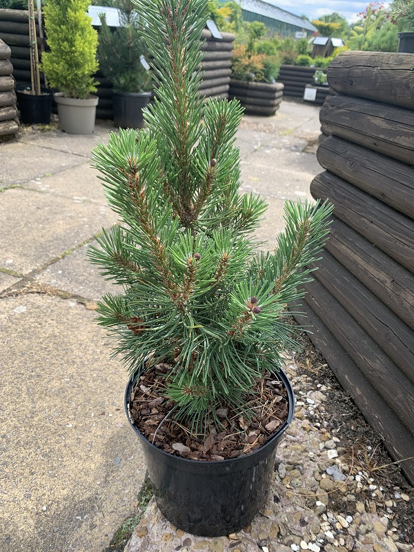 Pinus mugo 'Columbo'
